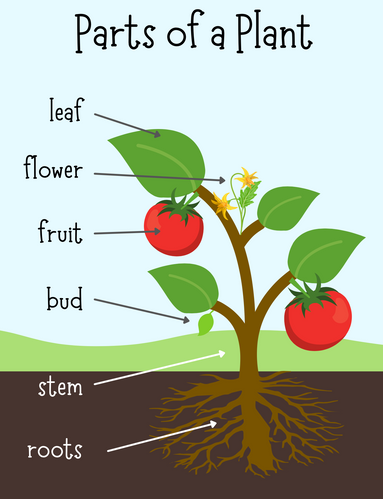 Parts of a Plant- Display Poster | The Practice Pad