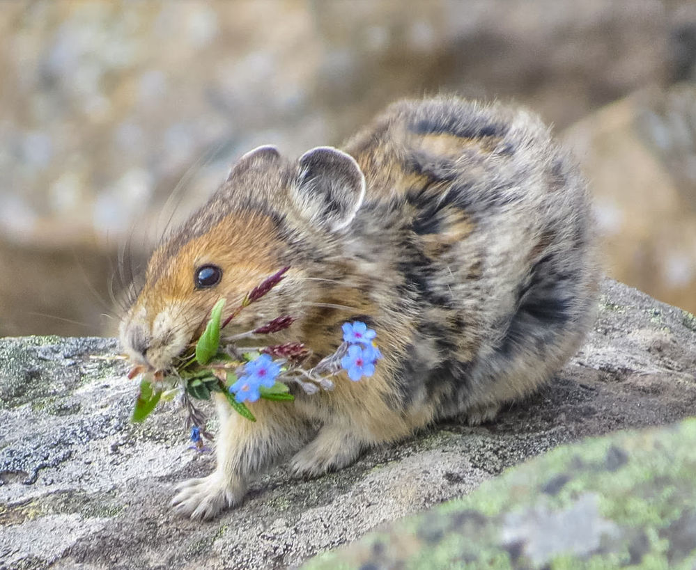 The Mighty American Pika
