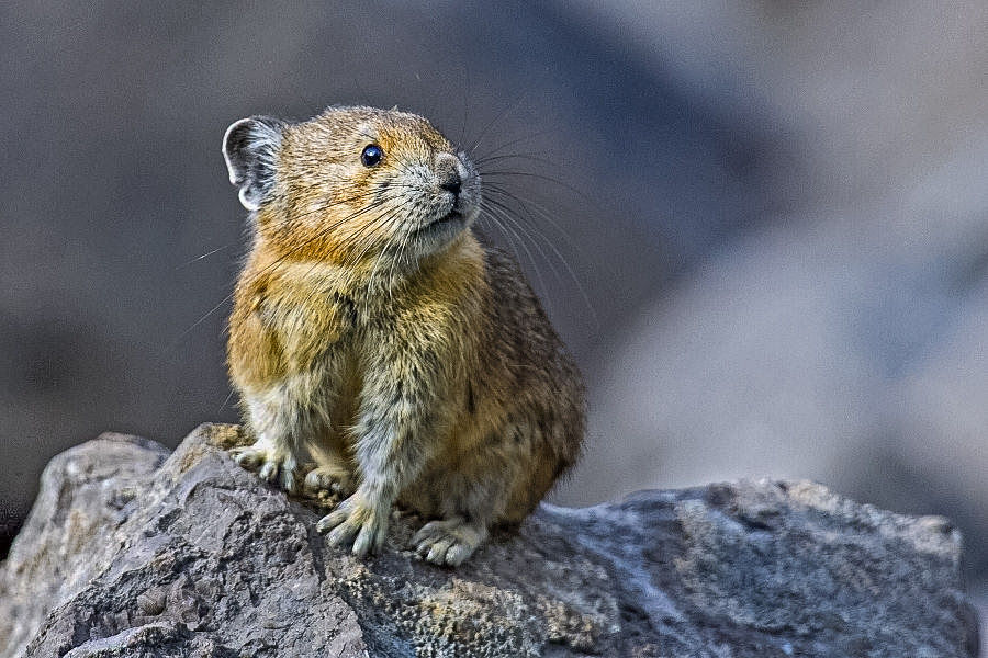 The Mighty American Pika
