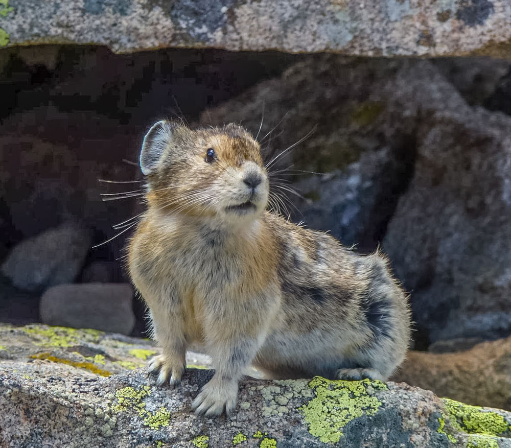 The Mighty American Pika