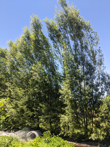 Willow Tree | Plant Path Nursery