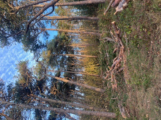 Debate Grows Over Tree Clearance at Lifeboat Road Formby