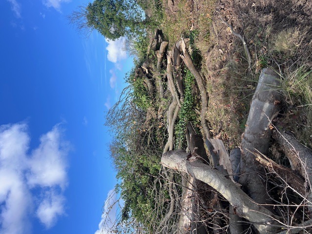 Debate Grows Over Tree Clearance at Lifeboat Road Formby