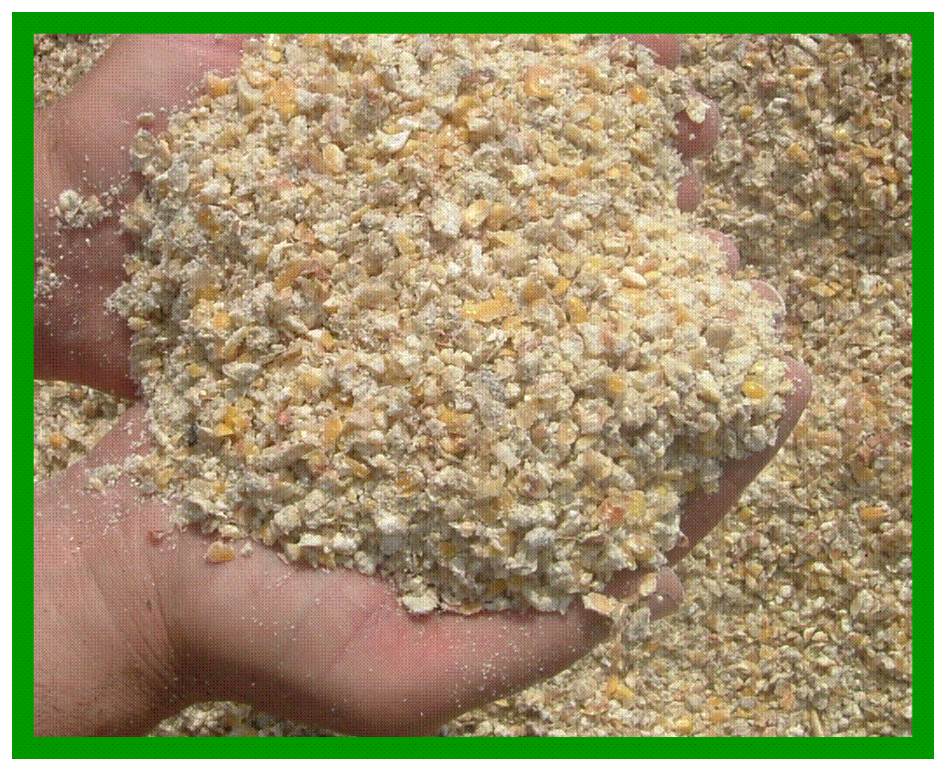 High Moisture Corn | cropcure