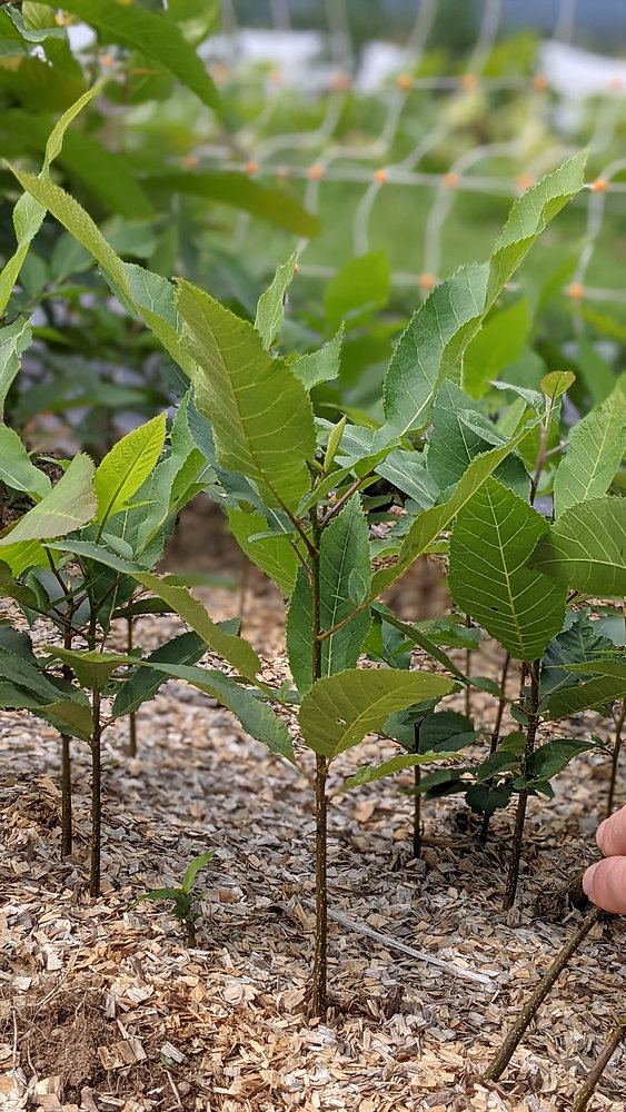 Fall Tree Seedling Pre-Sale