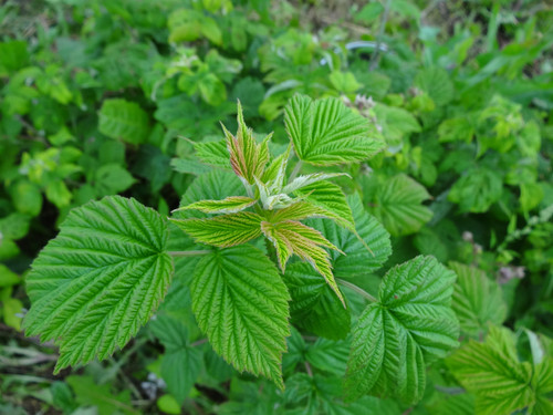 Raspberry Leaf (Rubus idaeus) | floreren-farm-home