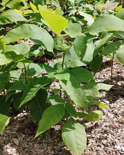 Hican Seedling (Bareroot) | floreren-farm-home