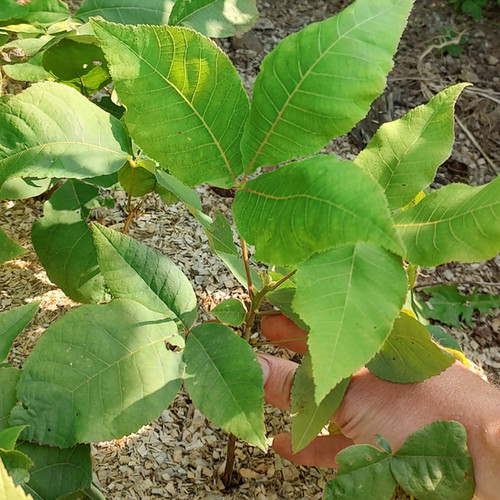 Hickory, Shellbark Seedling (Bareroot) | floreren-farm-home