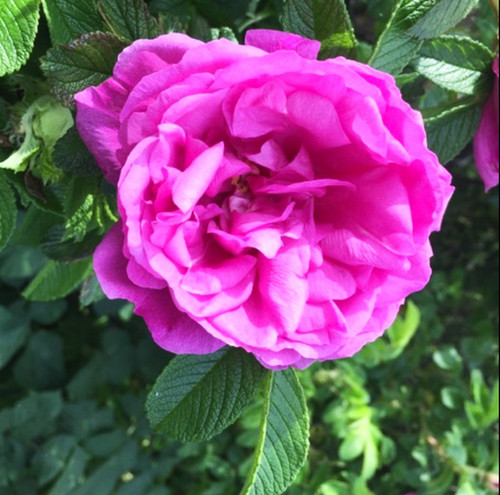 Rose (Rosa spp.) | floreren-farm-home