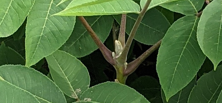 Floreren Farm - Nut Tree & Fruit Tree Nursery in Nova Scotia Canada