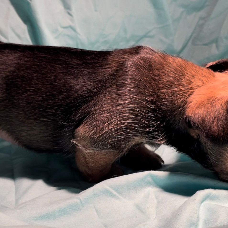 British Jack Bull Puppies | British Jack Bulls