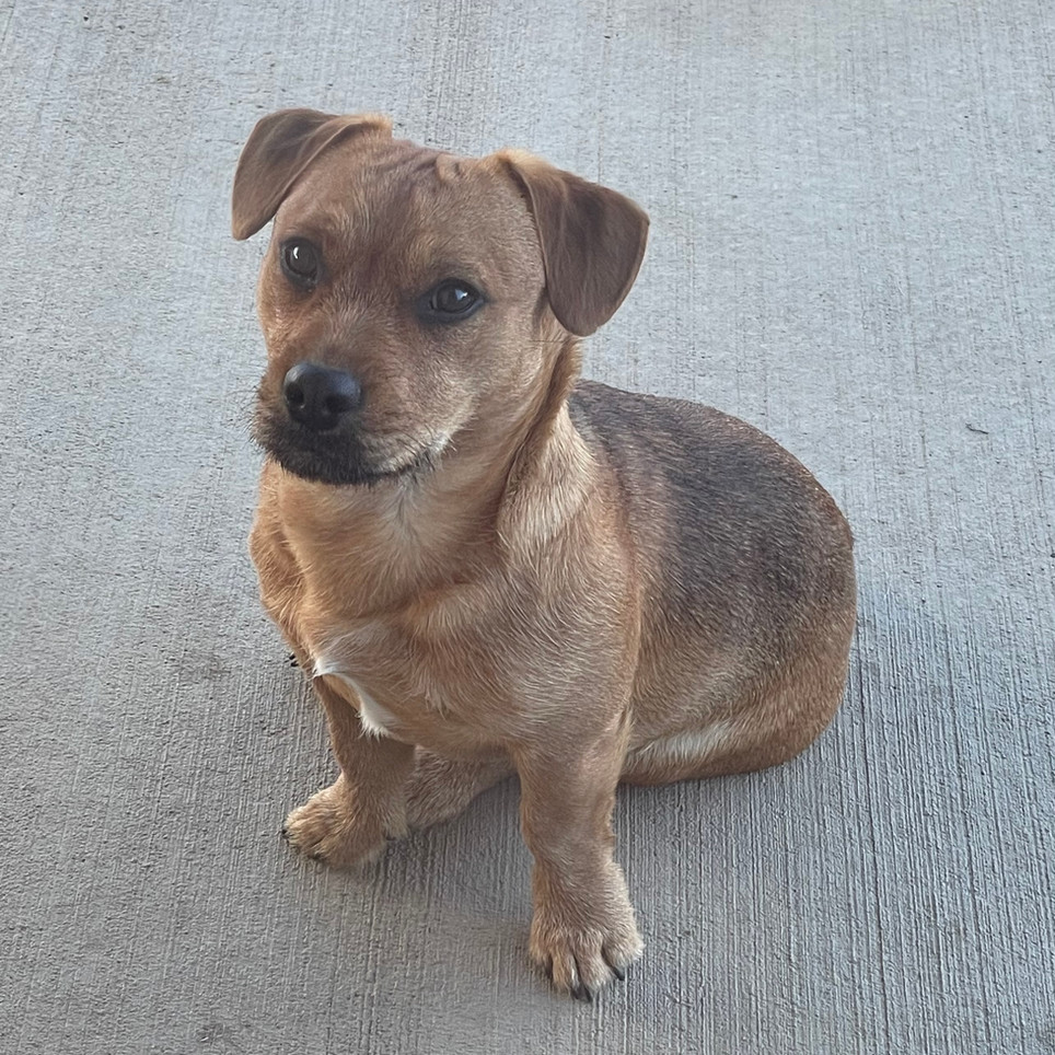 Studs | British Jack Bulls