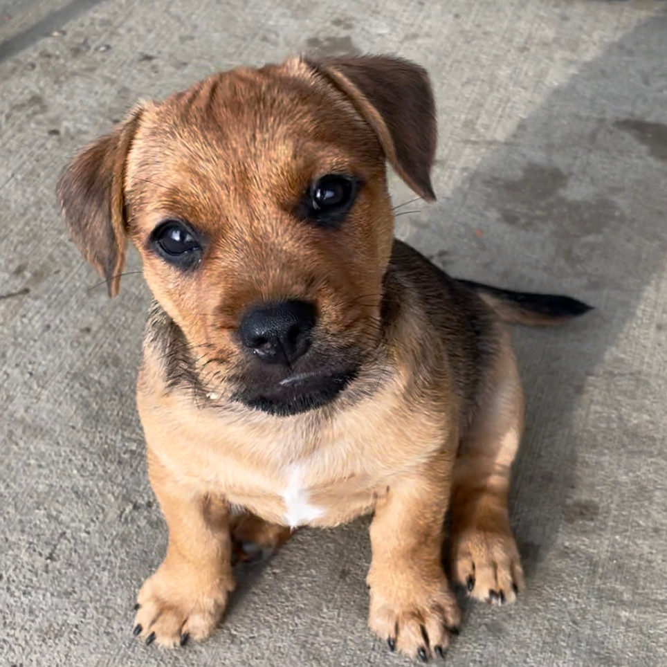 Studs | British Jack Bulls