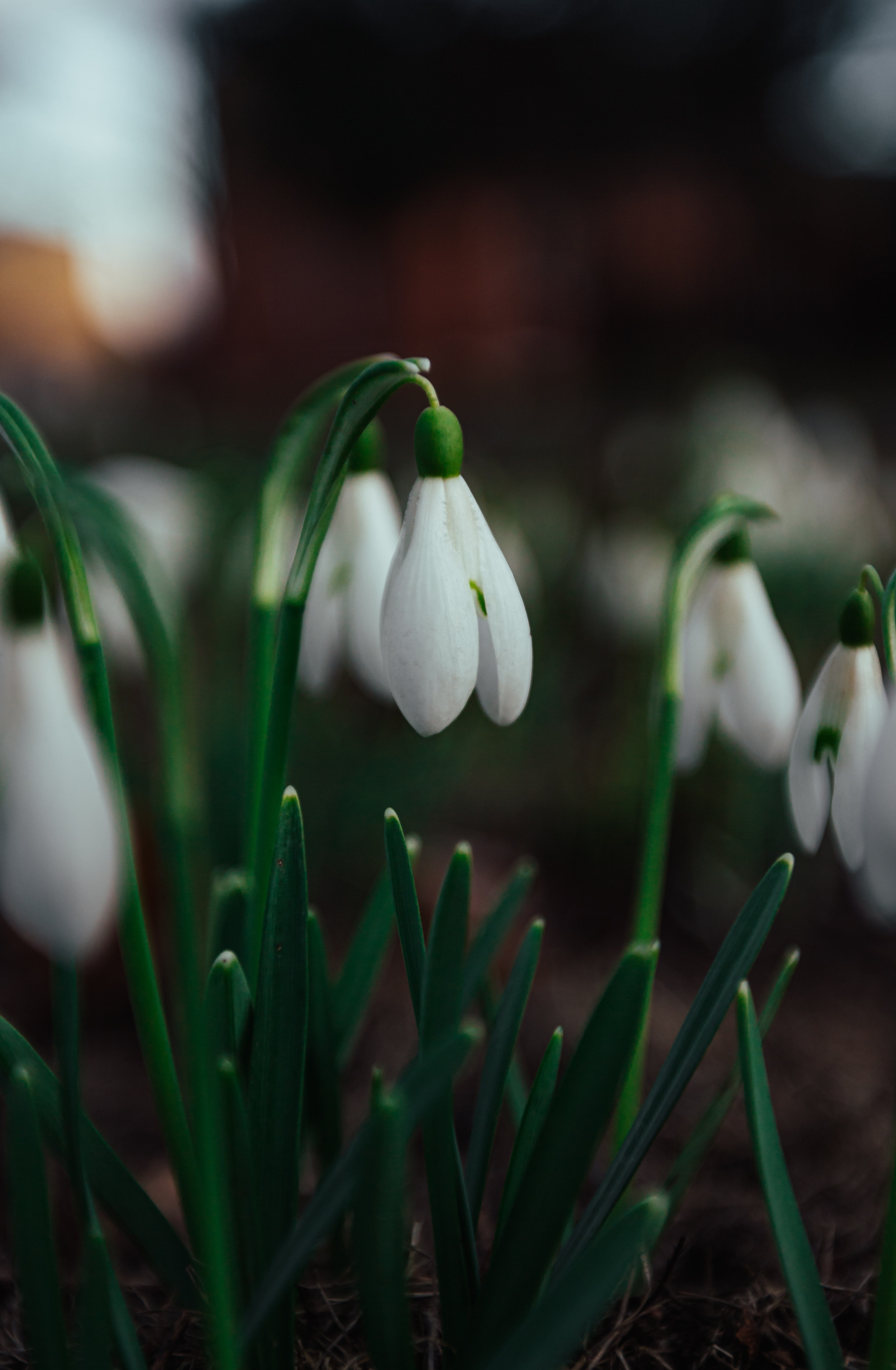 Snowdrop Flowers: Unveiling the Intriguing Myths and Folklore