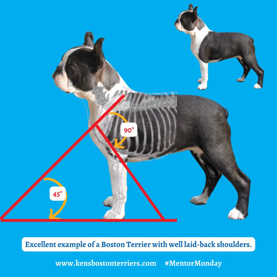Comparison of Shoulder Placement