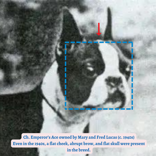 Breaking down the Boston Terrier head