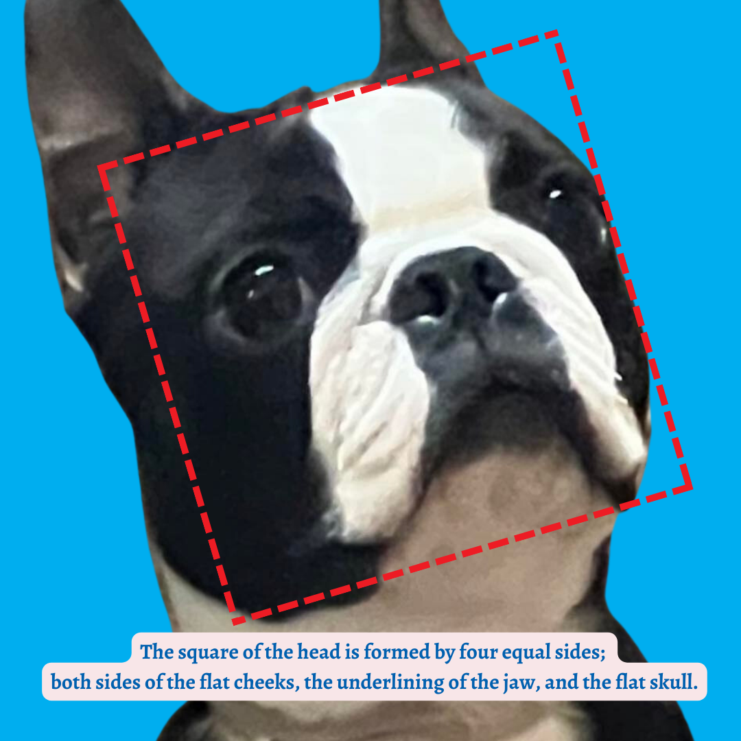 Breaking down the Boston Terrier head