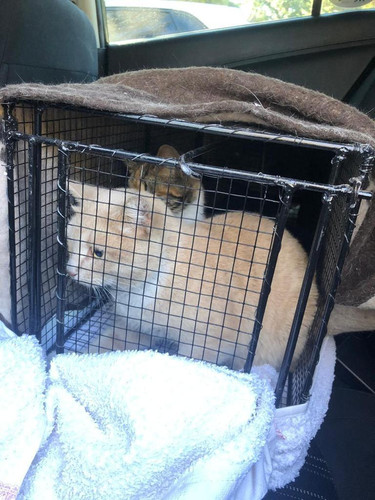 Humane Cat Trap | Animal Traps Cat Traps