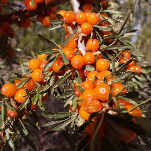 Sea Buck Dry Berries | Organic Ladakh Store