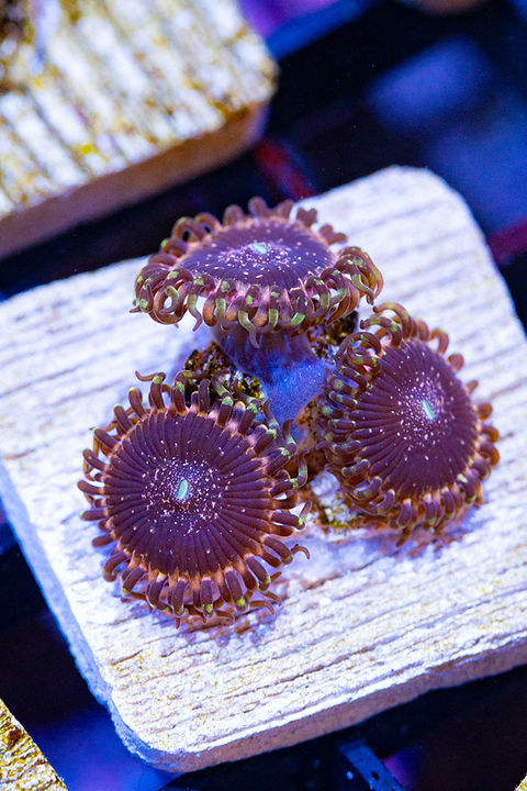 rare zoanthids