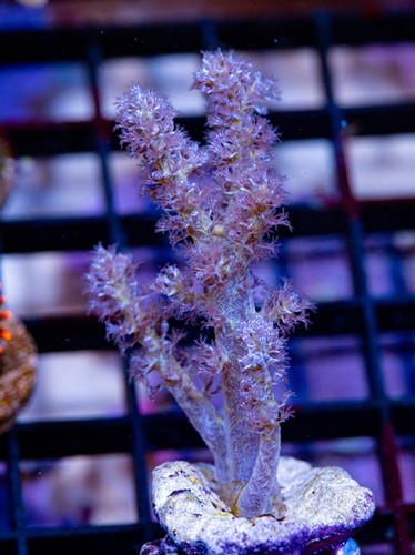 LC Pink Lemonade Stereonephthya Soft Coral Frag, 3" WYSIWYG Frag ...