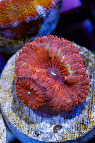 Yellow Rim Blastomussa Wellsi, WYSIWYG LPS Live Coral Frag | Legendary ...