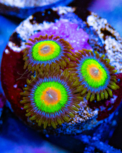 Rasta Zoanthids, WYSIWYG Live Corals | Legendary Corals