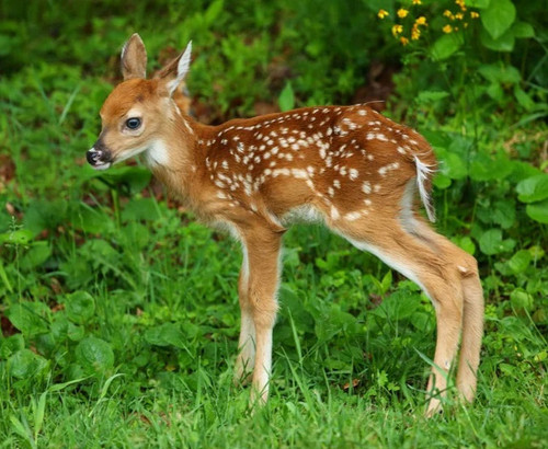 Fawn Nip "Pick Your Pack" (12) | The Original "Bunny