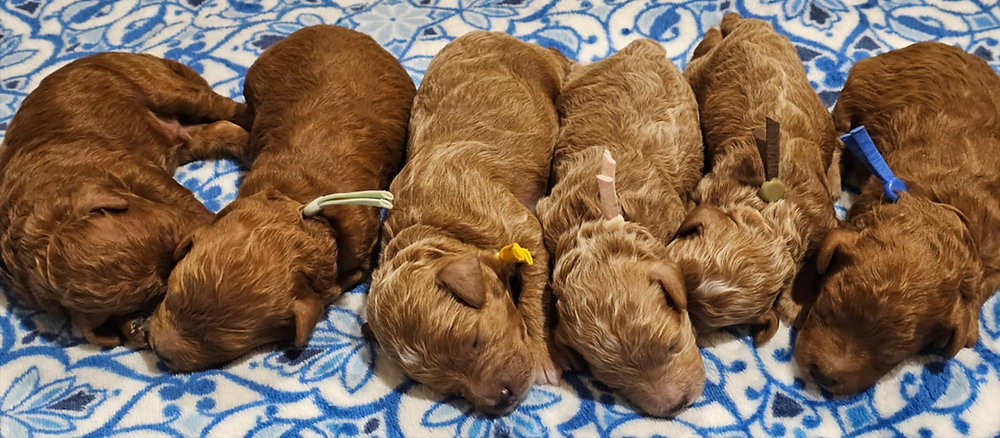How to Find a Responsible Dog Breeder: A Beginner’s Guide for New Puppy ...