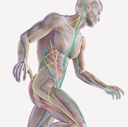 Fascial Meridians. Our Physical ánd Energetic chains of Force