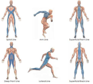 Fascial Meridians. Our Physical ánd Energetic chains of Force