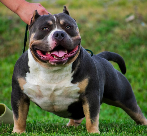 CK9's Bring Da Ruckus | K9 STUD SOURCE