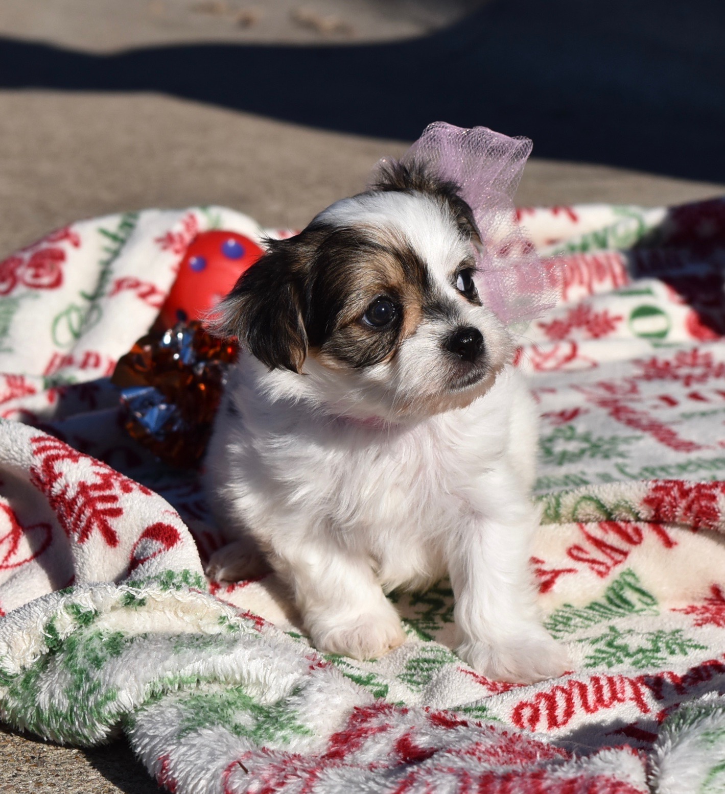 Available Puppies | For Sale | Maltese, Maltipoo, and Yorkie