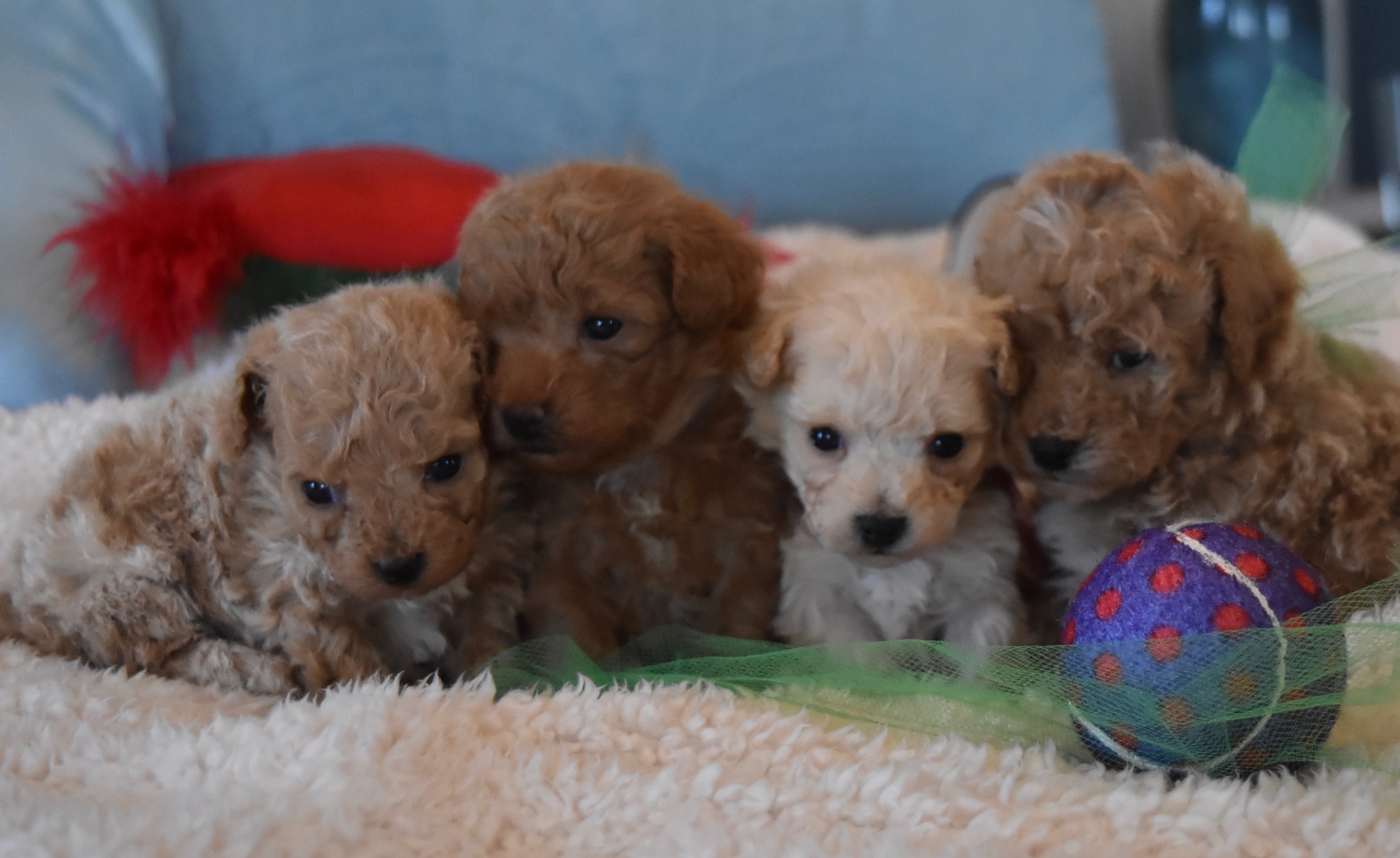 Available Puppies | For Sale | Maltese, Maltipoo, and Yorkie