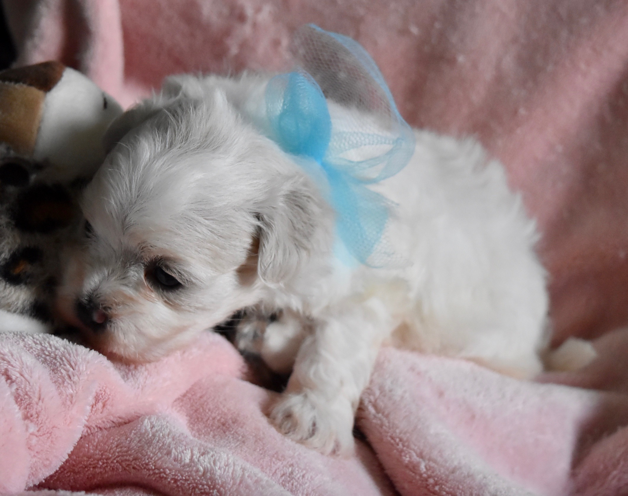 Available Puppies | For Sale | Maltese, Maltipoo, and Yorkie