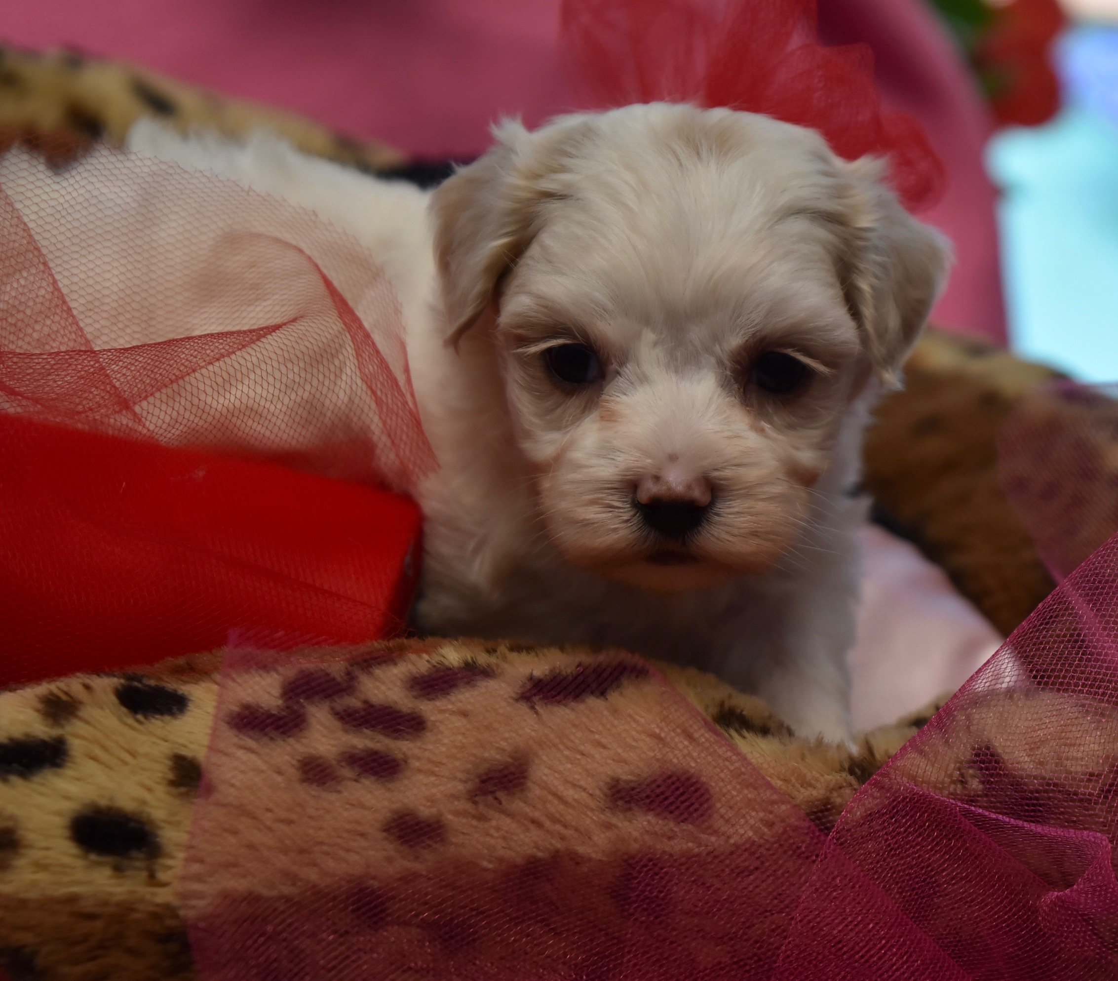Available Puppies | For Sale | Maltese, Maltipoo, and Yorkie