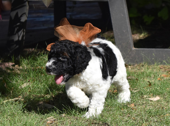 Poodles | Mini, Toy, and Standard | Legacy-Labs