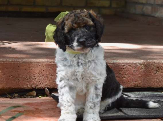 Poodles | Mini, Toy, and Standard | Legacy-Labs