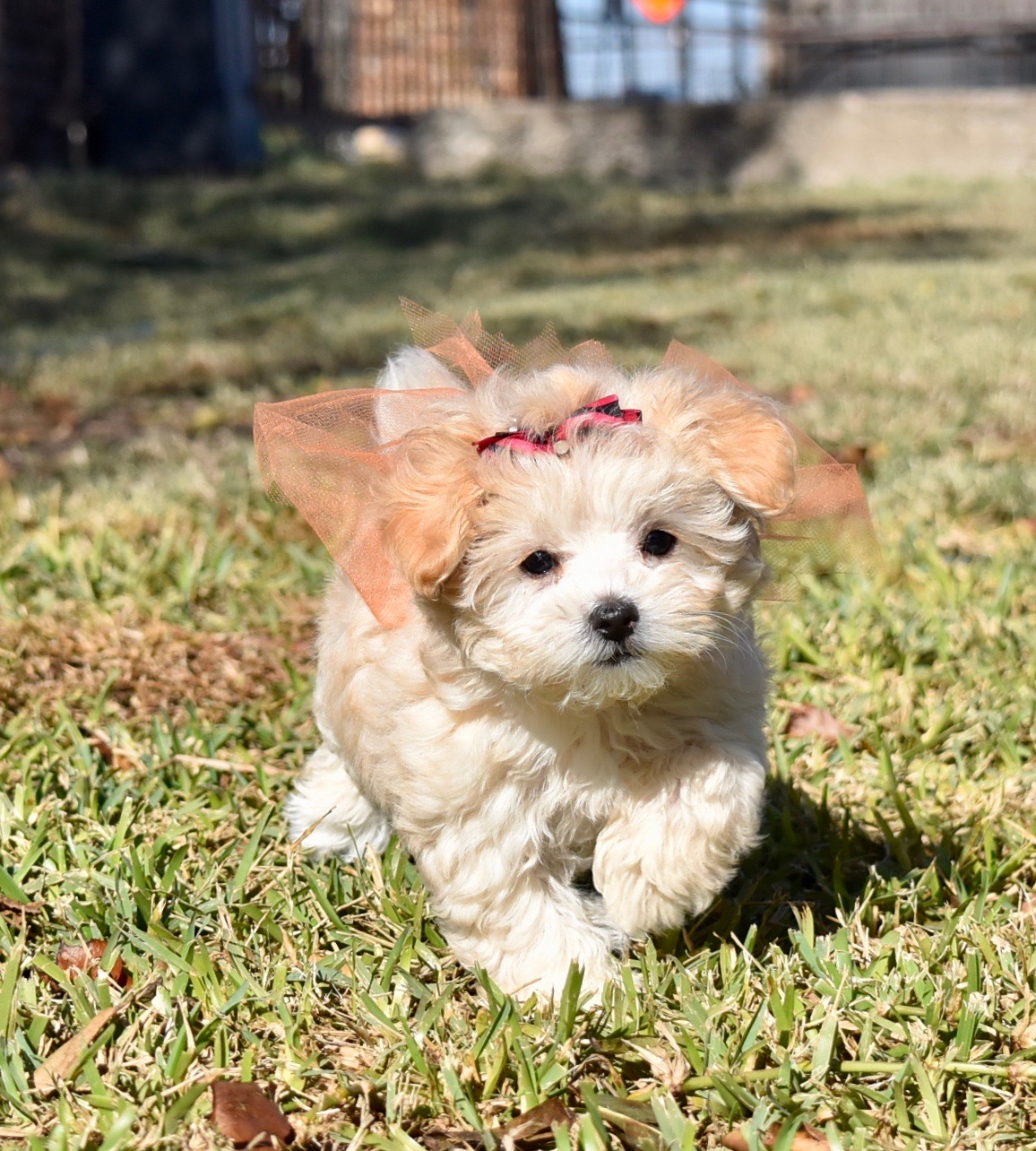 Available Puppies | For Sale | Maltese, Maltipoo, and Yorkie