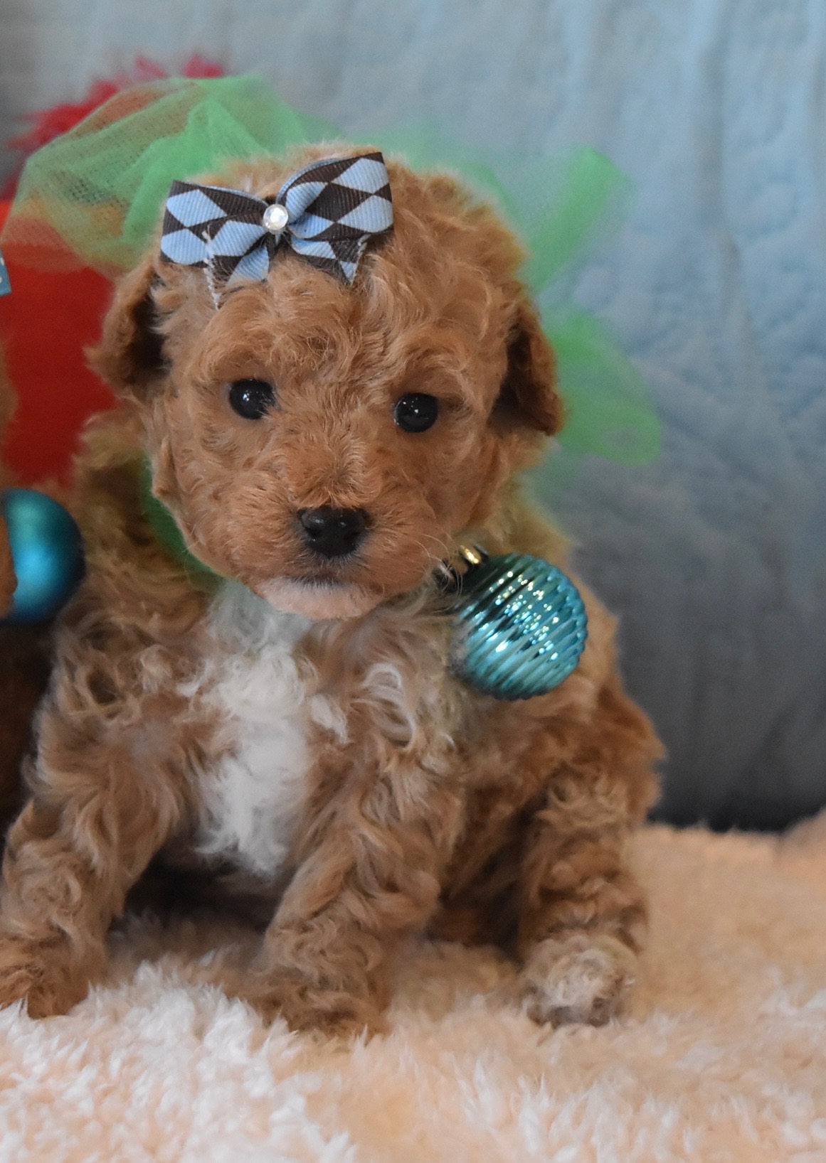 Available Puppies | For Sale | Maltese, Maltipoo, and Yorkie
