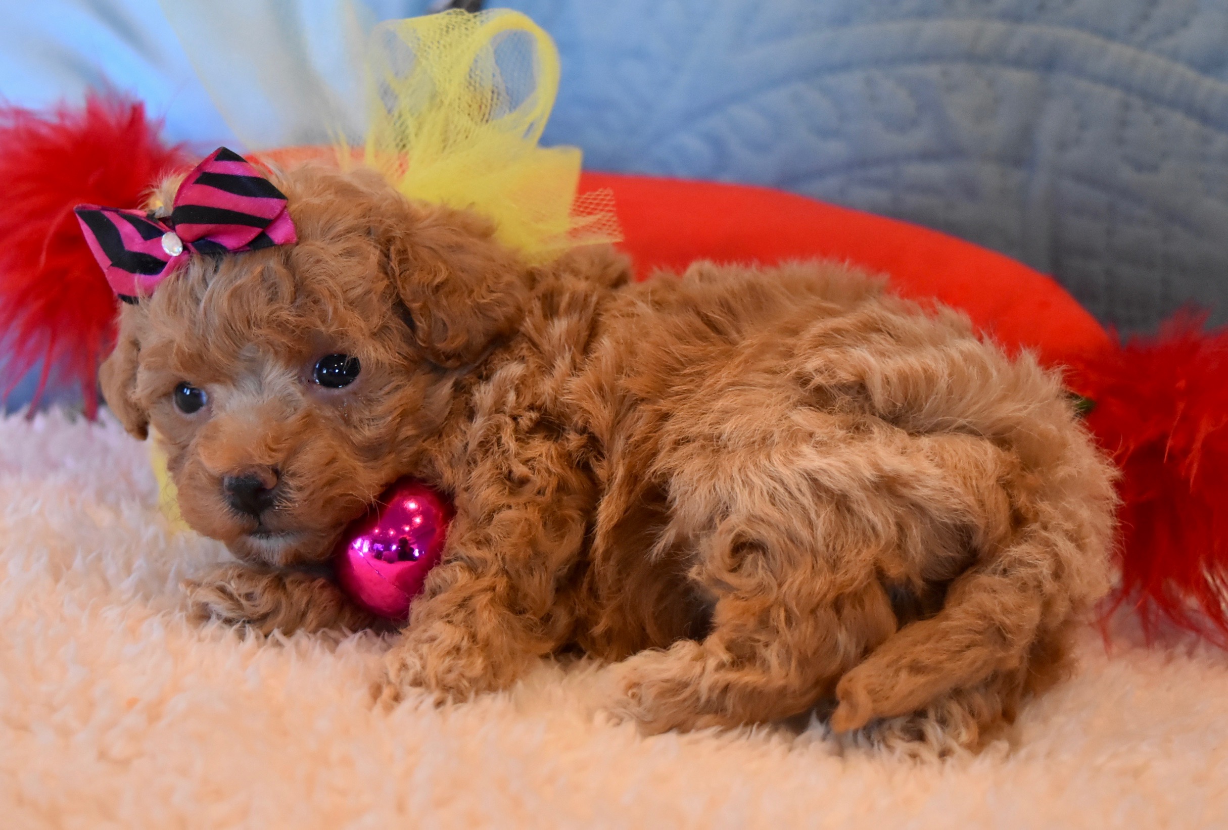 Available Puppies | For Sale | Maltese, Maltipoo, and Yorkie