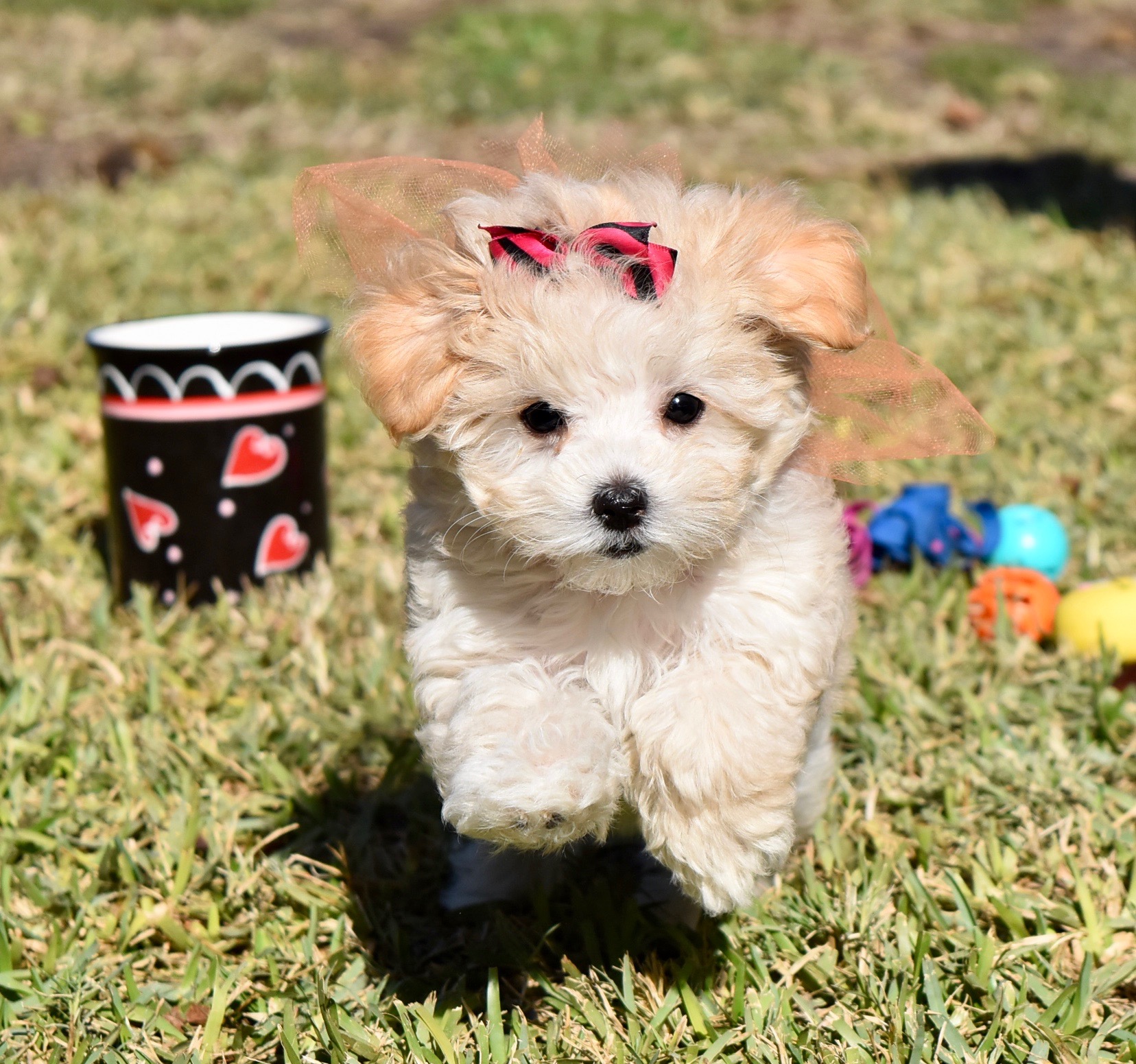 Available Puppies | For Sale | Maltese, Maltipoo, and Yorkie
