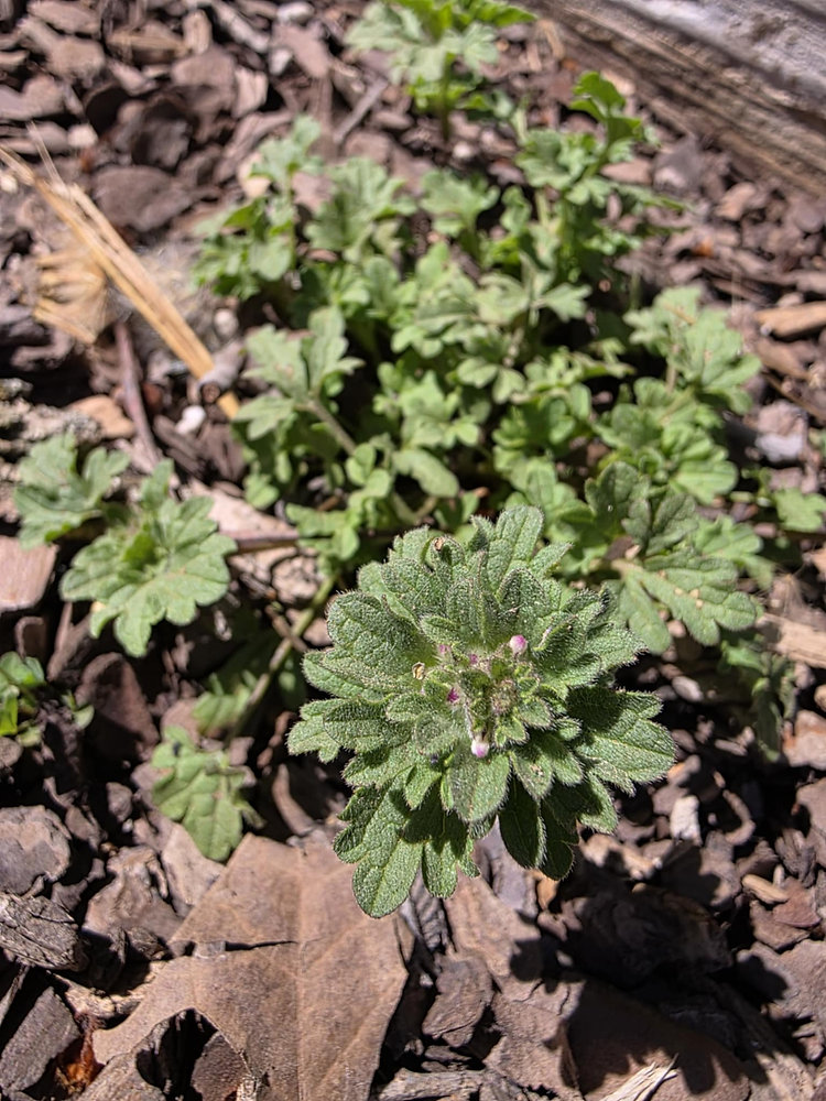 What is henbit?