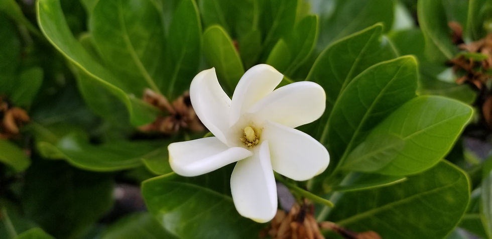 Coqui Frog Control | Hualalai Community Association