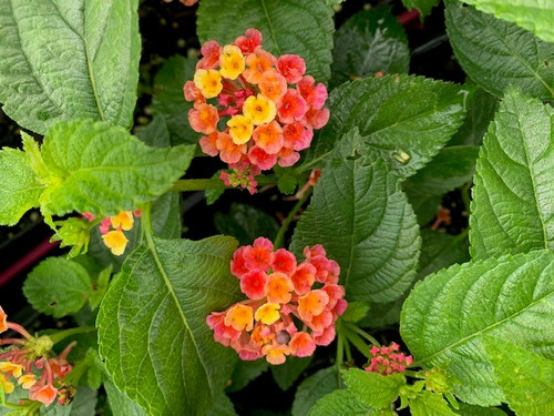 Lantana Spreading Sunset (4") | Pua Kala Nursery