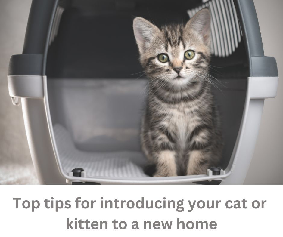 KITTY REHOMING GUIDE