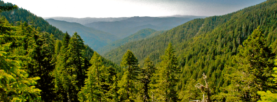 Saving Forests - ConservationCongress