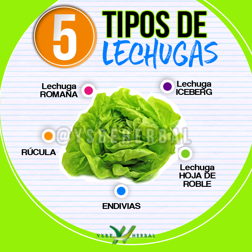 ¿Sabías que existen distintos tipos de lechuga?