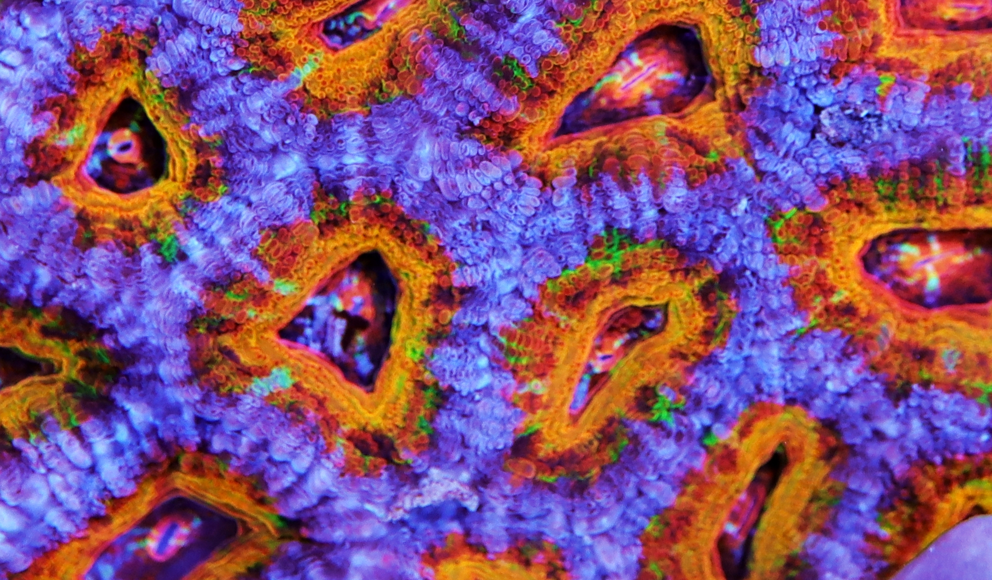 Home | CuttleFish and Corals