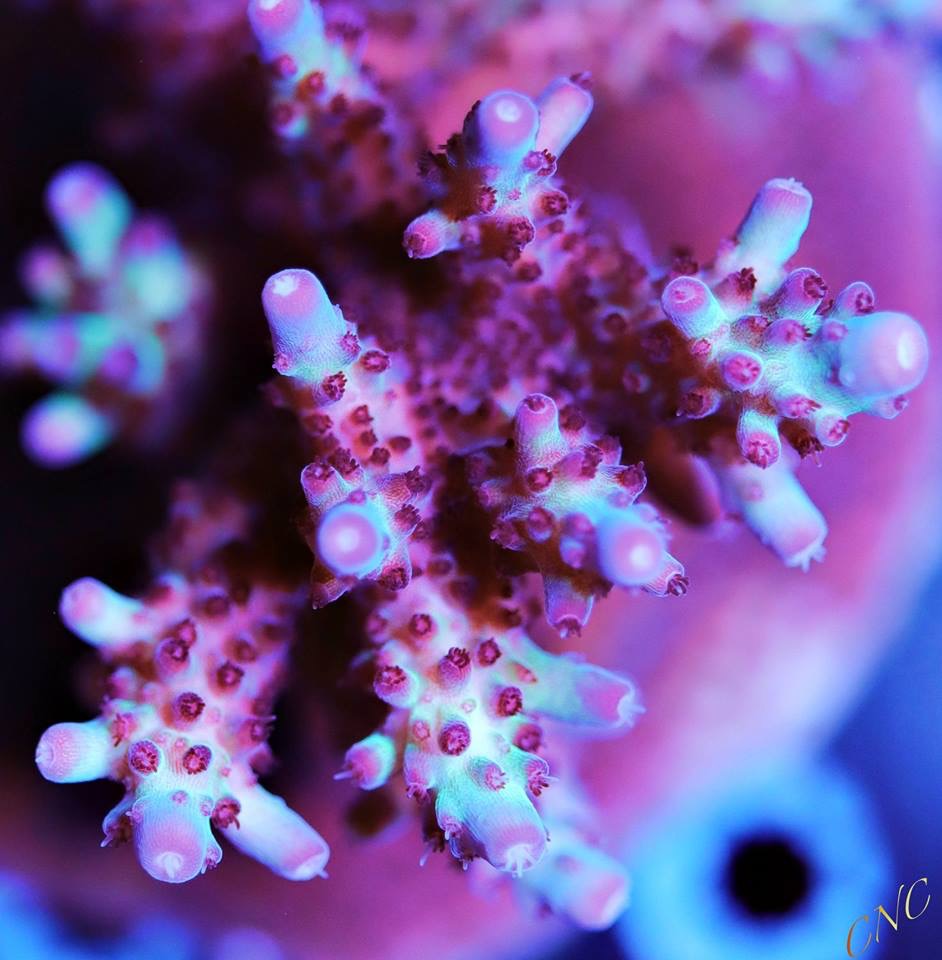 Home | CuttleFish and Corals